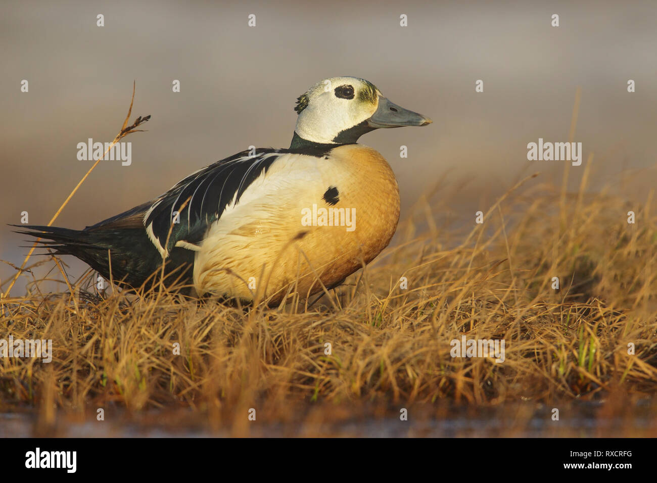 Steller's Eider (Polysticta stelleri) feeding on a small pond on the ...