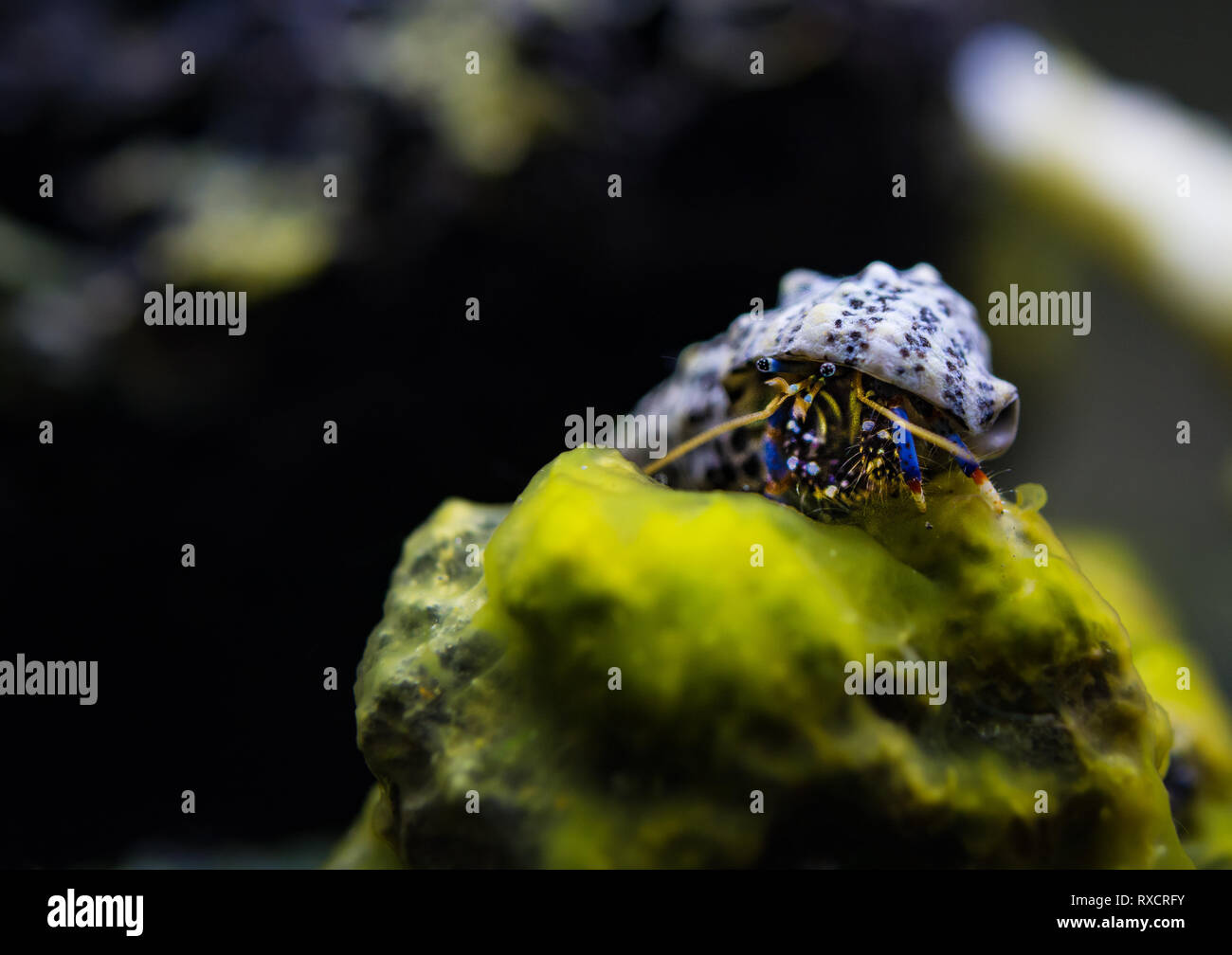 Brackish water snail hi-res stock photography and images - Alamy