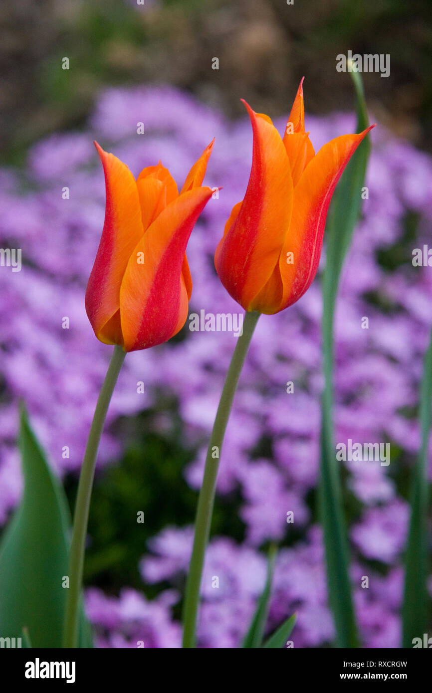 Tulipa ballerina flower hi-res stock photography and images - Alamy