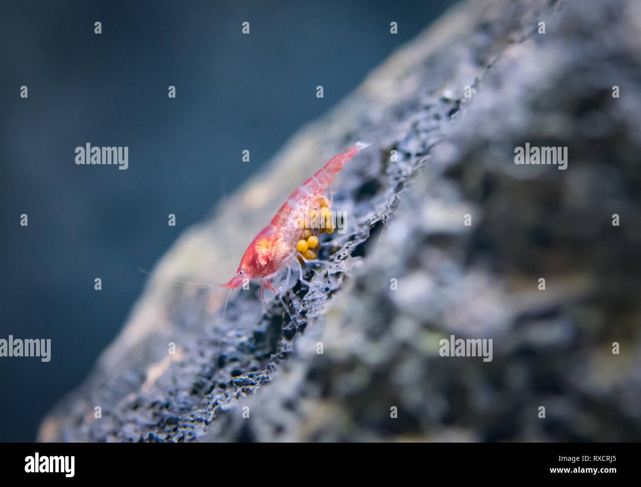 Brackish tank hi-res stock photography and images - Alamy