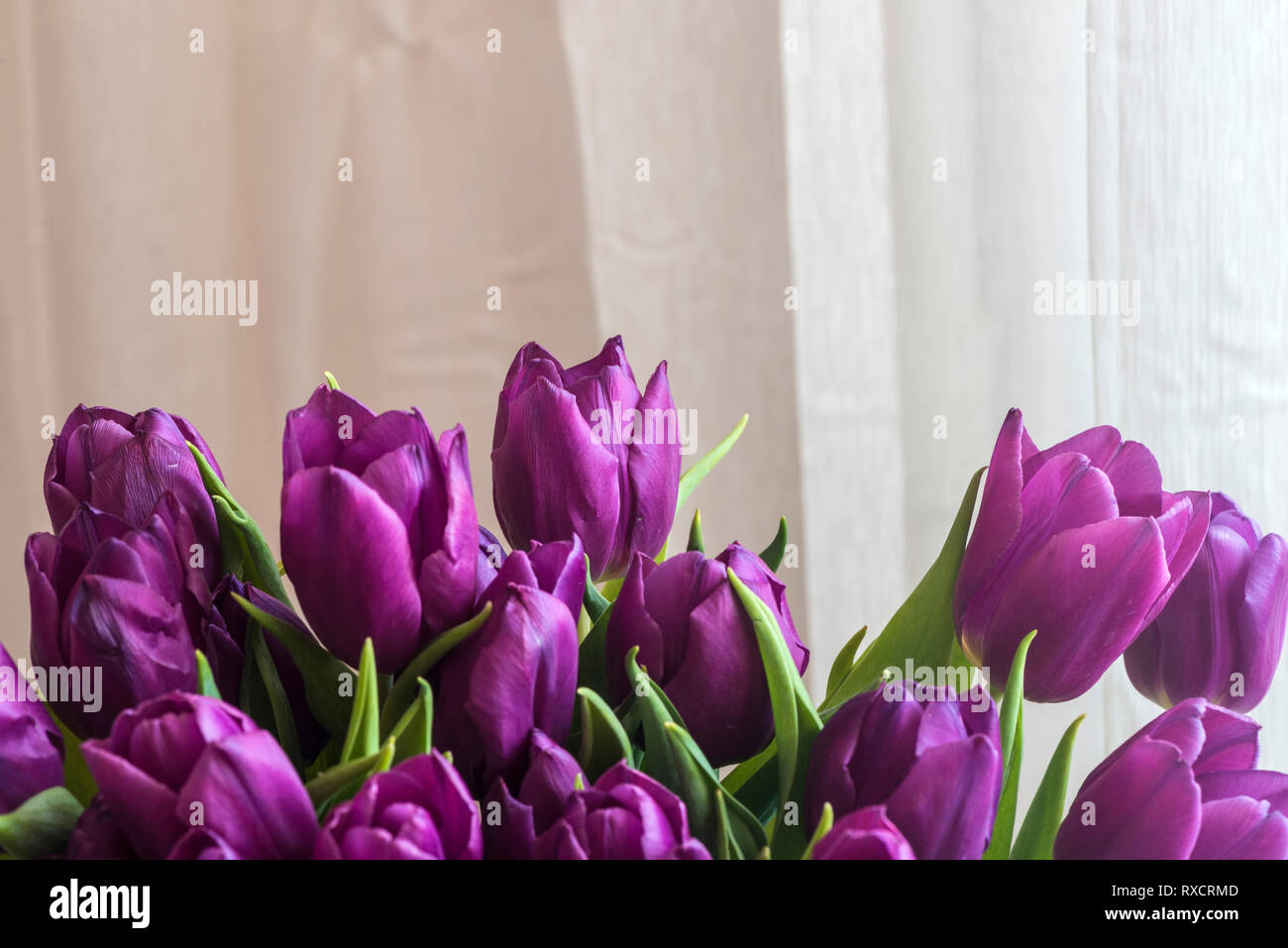 Spring Tulips Background Stock Photo - Alamy