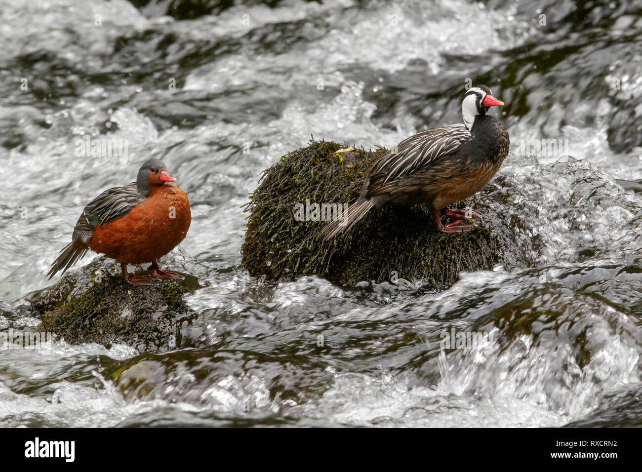 Torrent ducks merganetta armata hi-res stock photography and images - Alamy