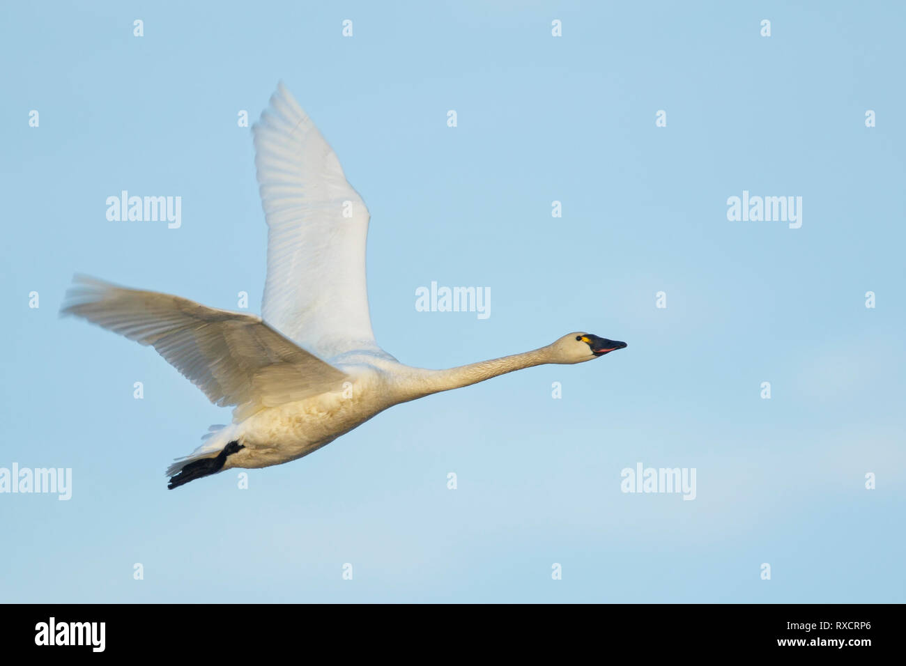 Flying swan hi-res stock photography and images - Alamy