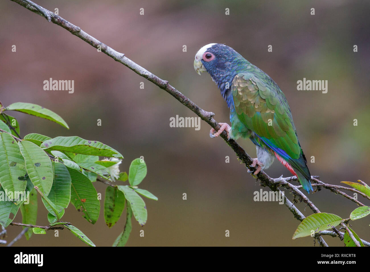 White crowned parrot pionus senilis hi-res stock photography and images ...