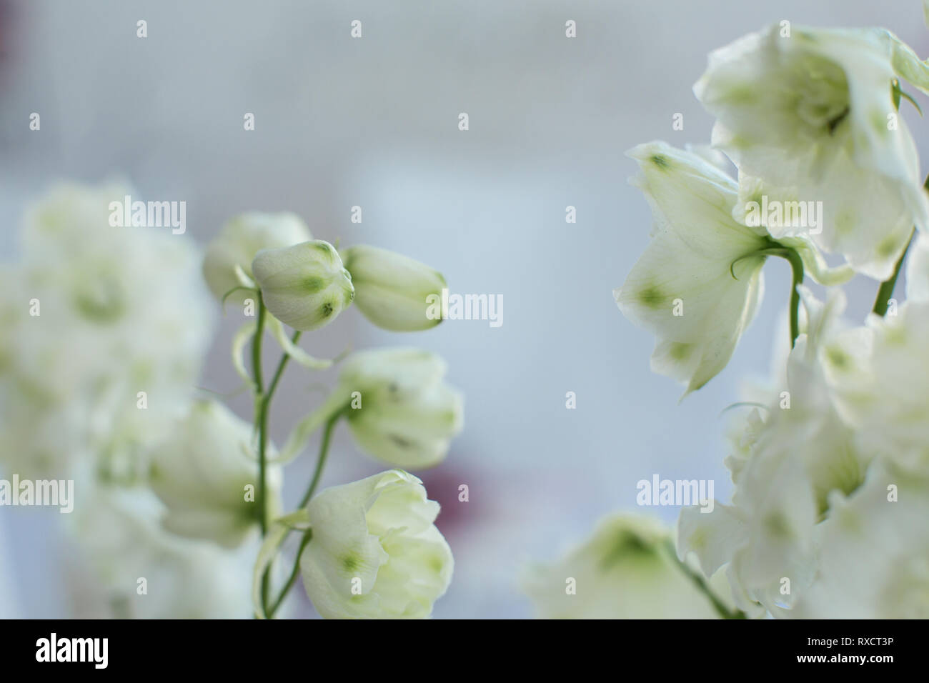 Delphinium pacific hybrids hi-res stock photography and images - Alamy