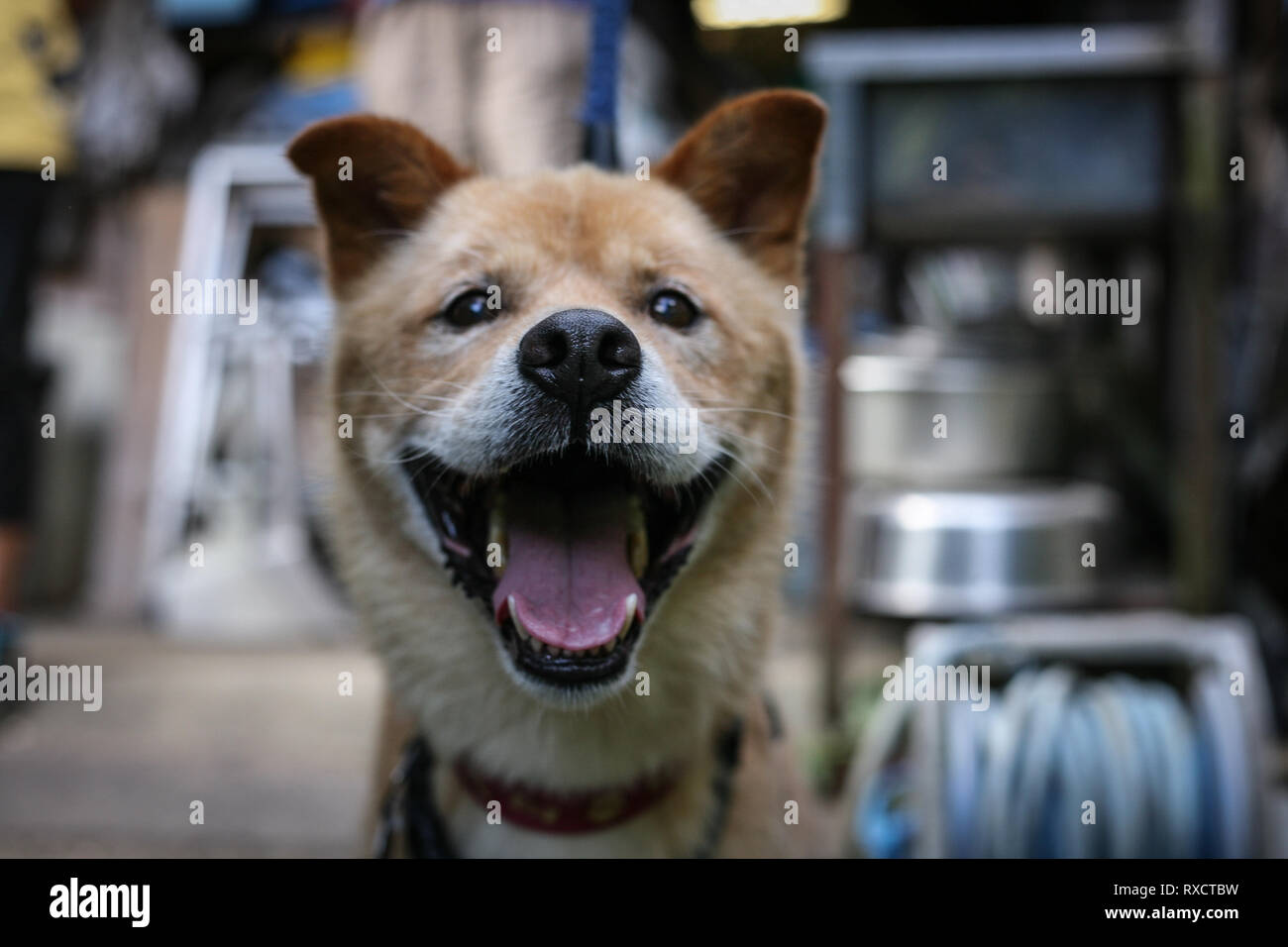 Happy Shelter Animals