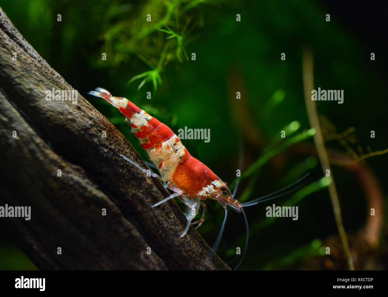 Caridina shrimp in aquarium Stock Photo - Alamy