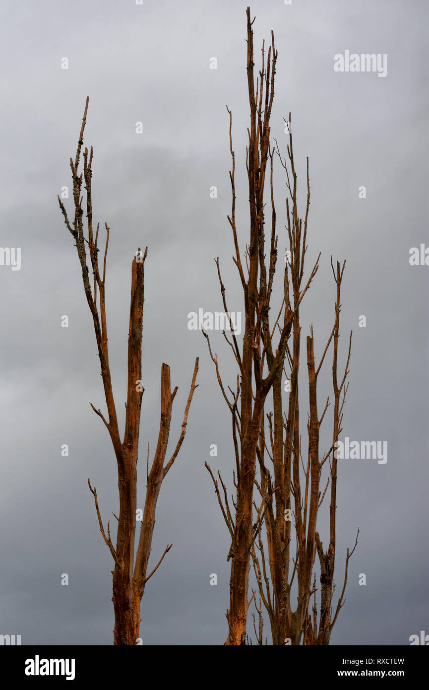 These trees on the Washington coast along the Copalis River are ...
