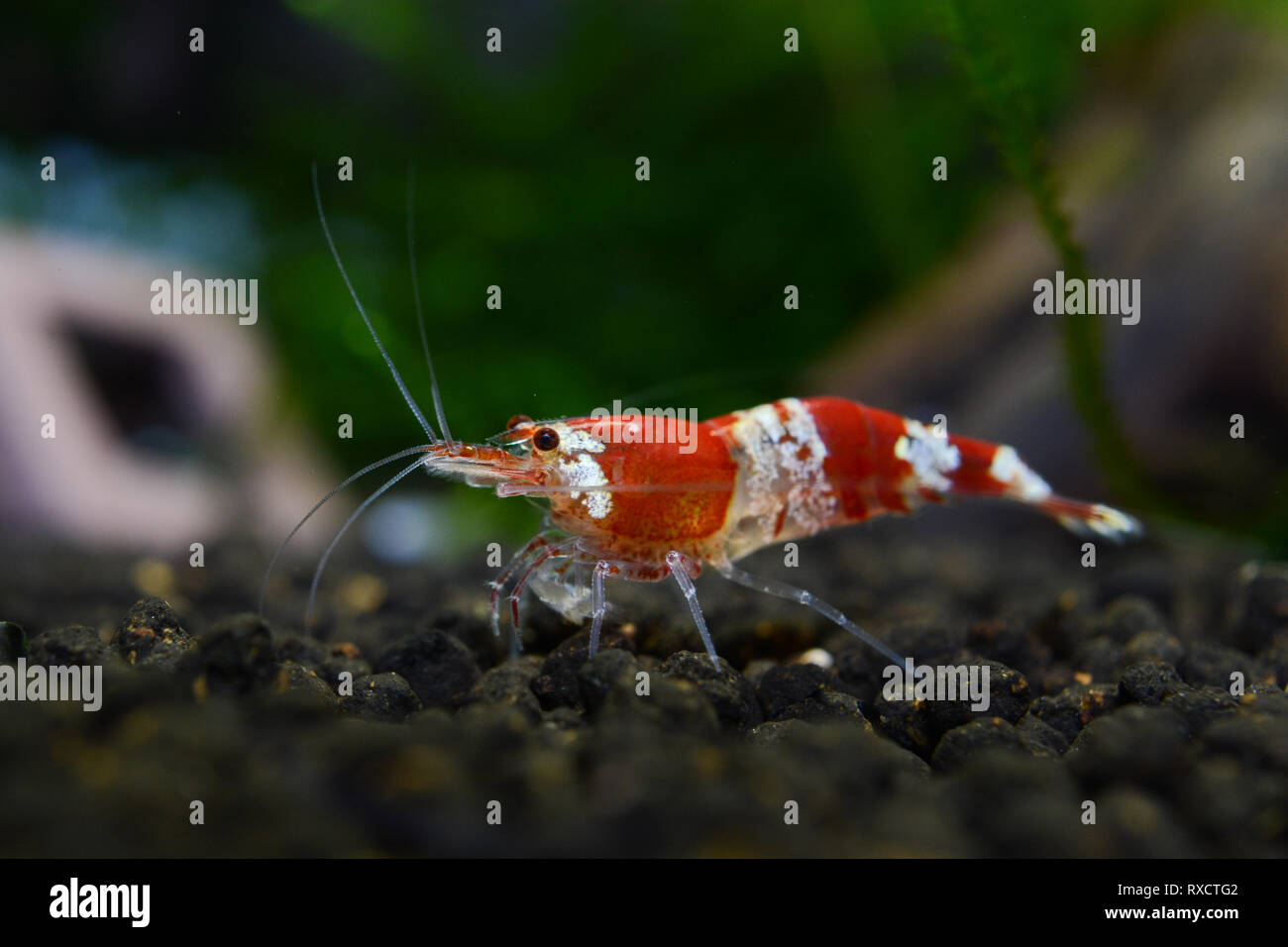 Invertebraes hi-res stock photography and images - Alamy