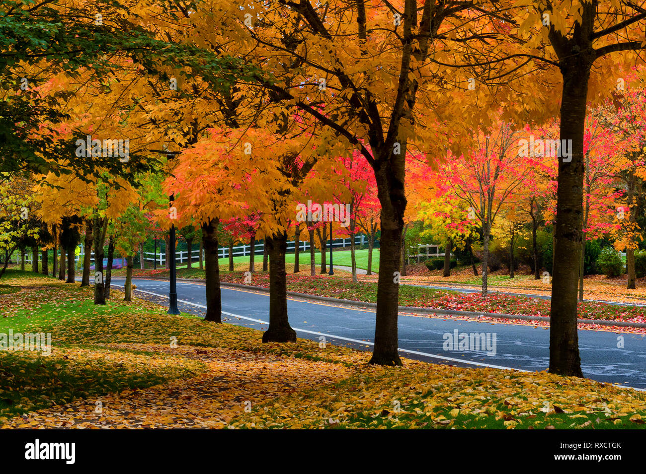 Beautiful tree trunks in a row hi-res stock photography and images - Alamy