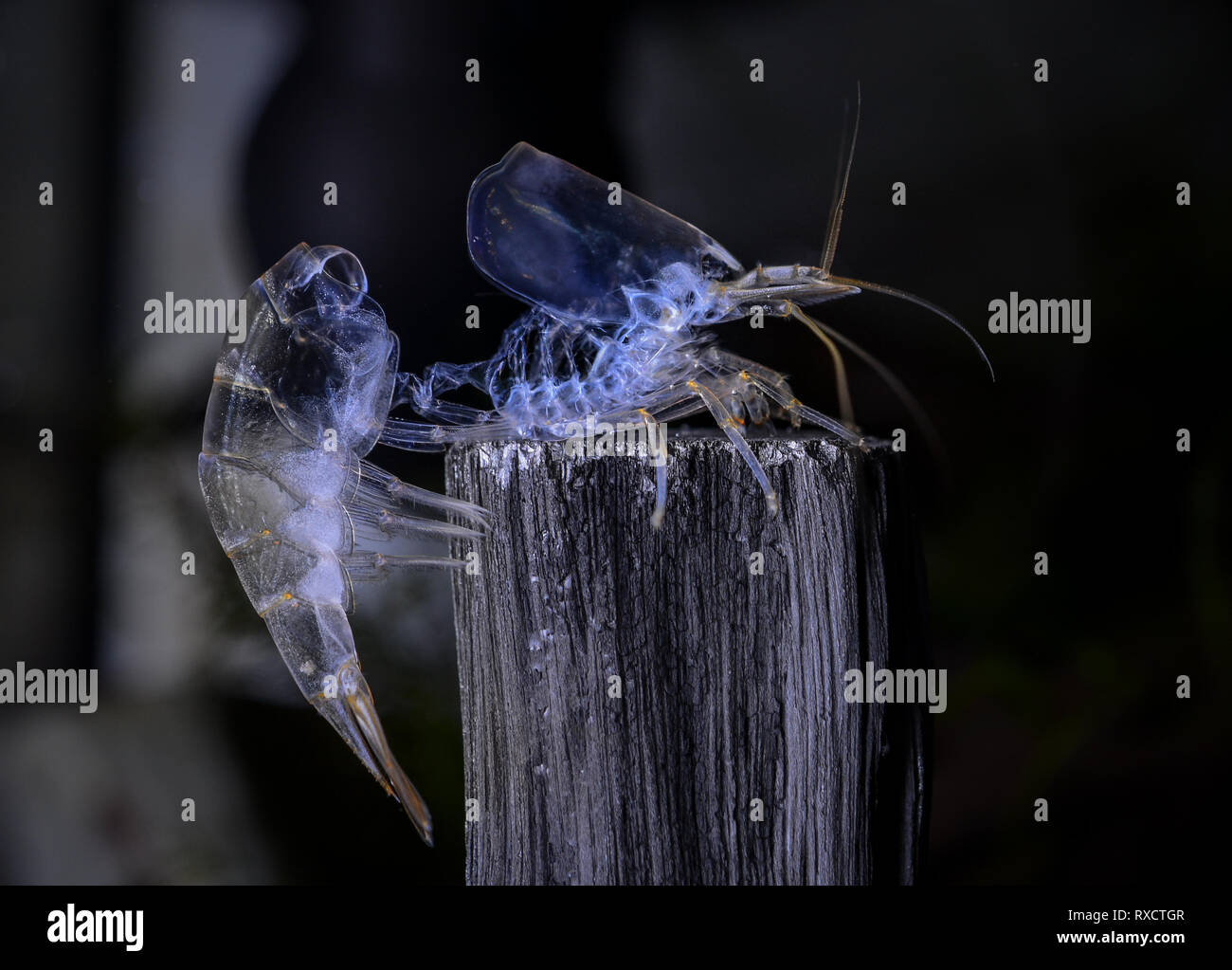 Shrimp Skin High Resolution Stock Photography and Images - Alamy