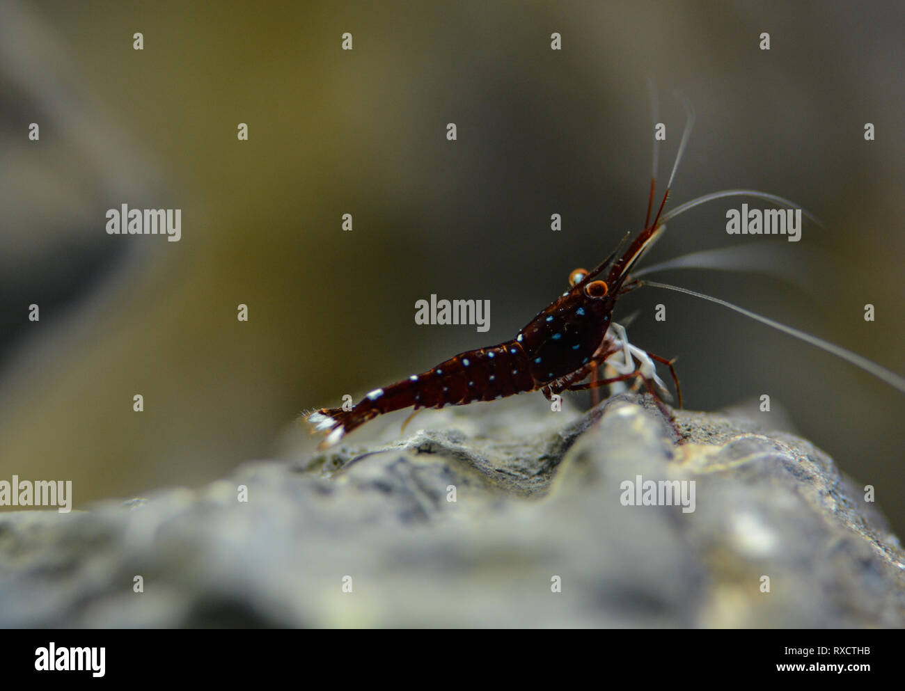 Caridina shrimp in aquarium Stock Photo - Alamy