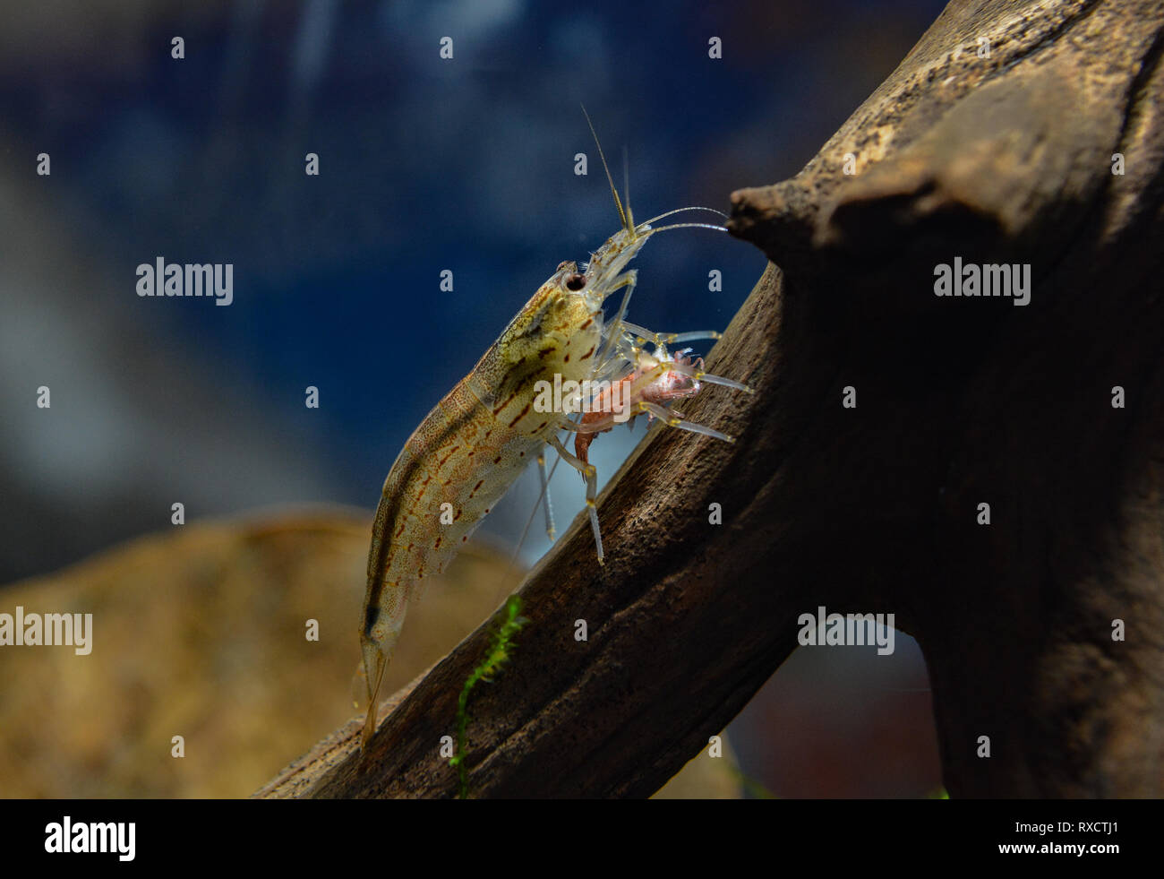 Caridina shrimp in aquarium Stock Photo - Alamy