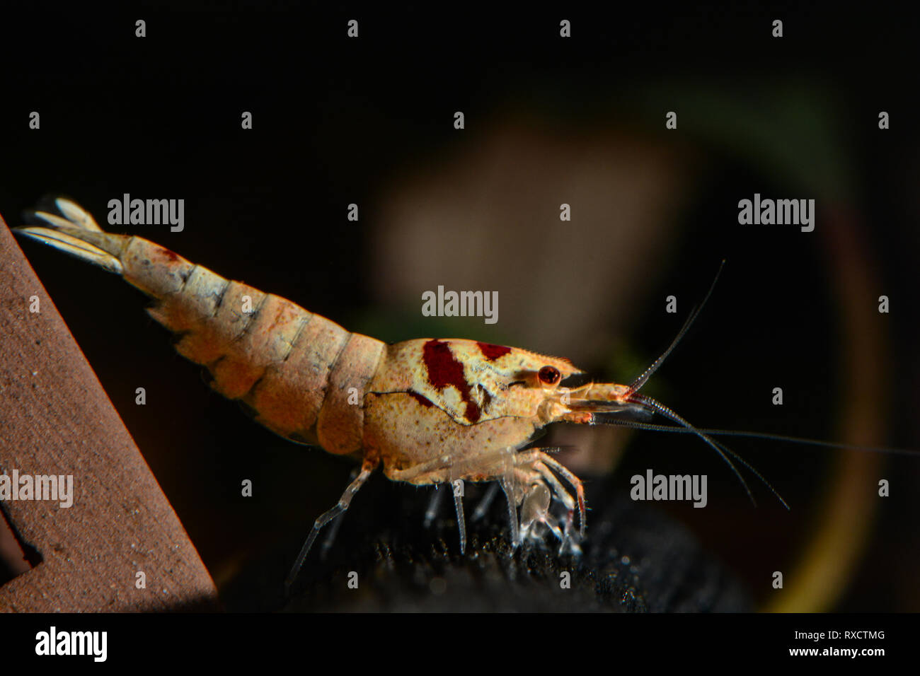 Invertebraes hi-res stock photography and images - Alamy