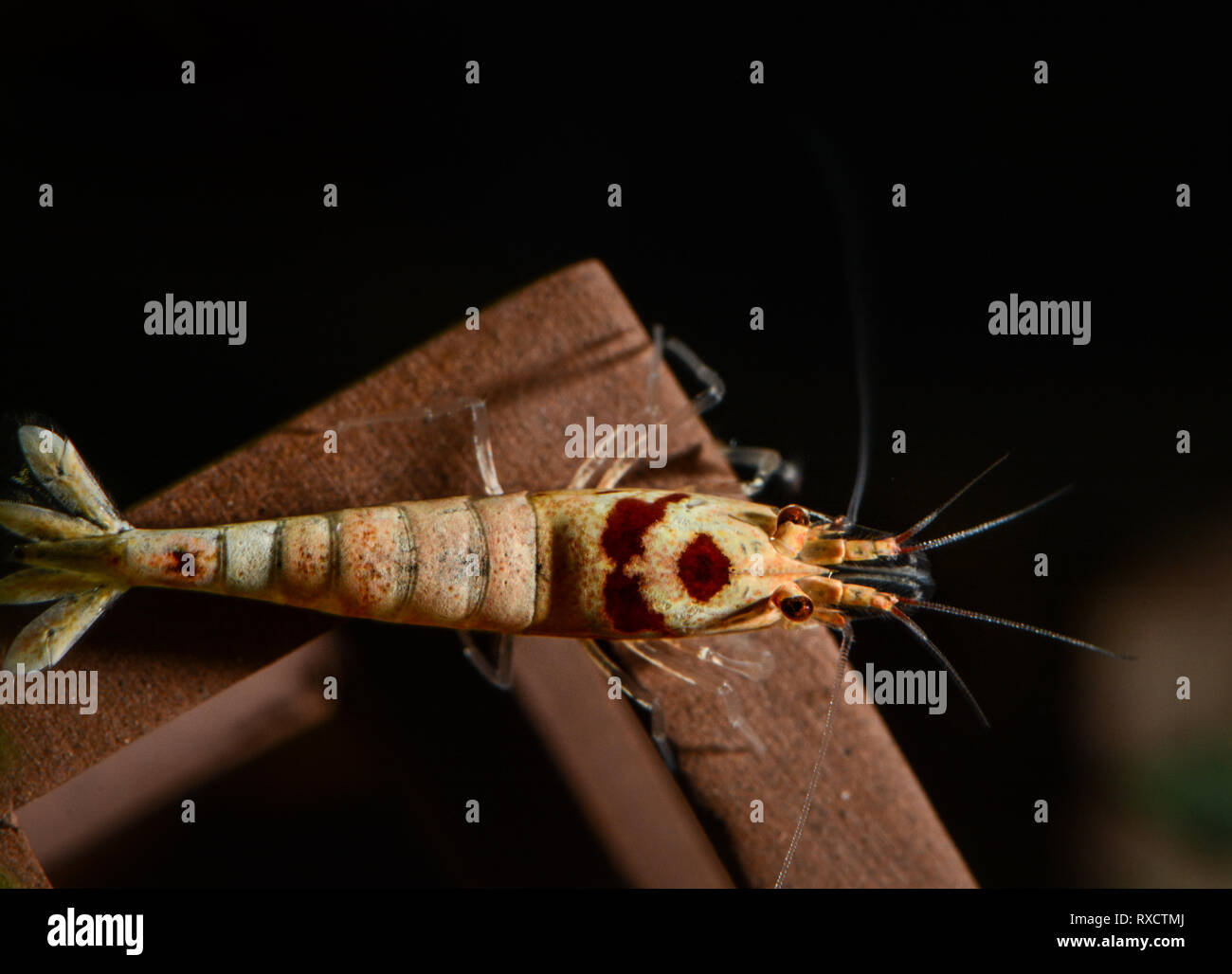 Caridina shrimp in aquarium Stock Photo - Alamy