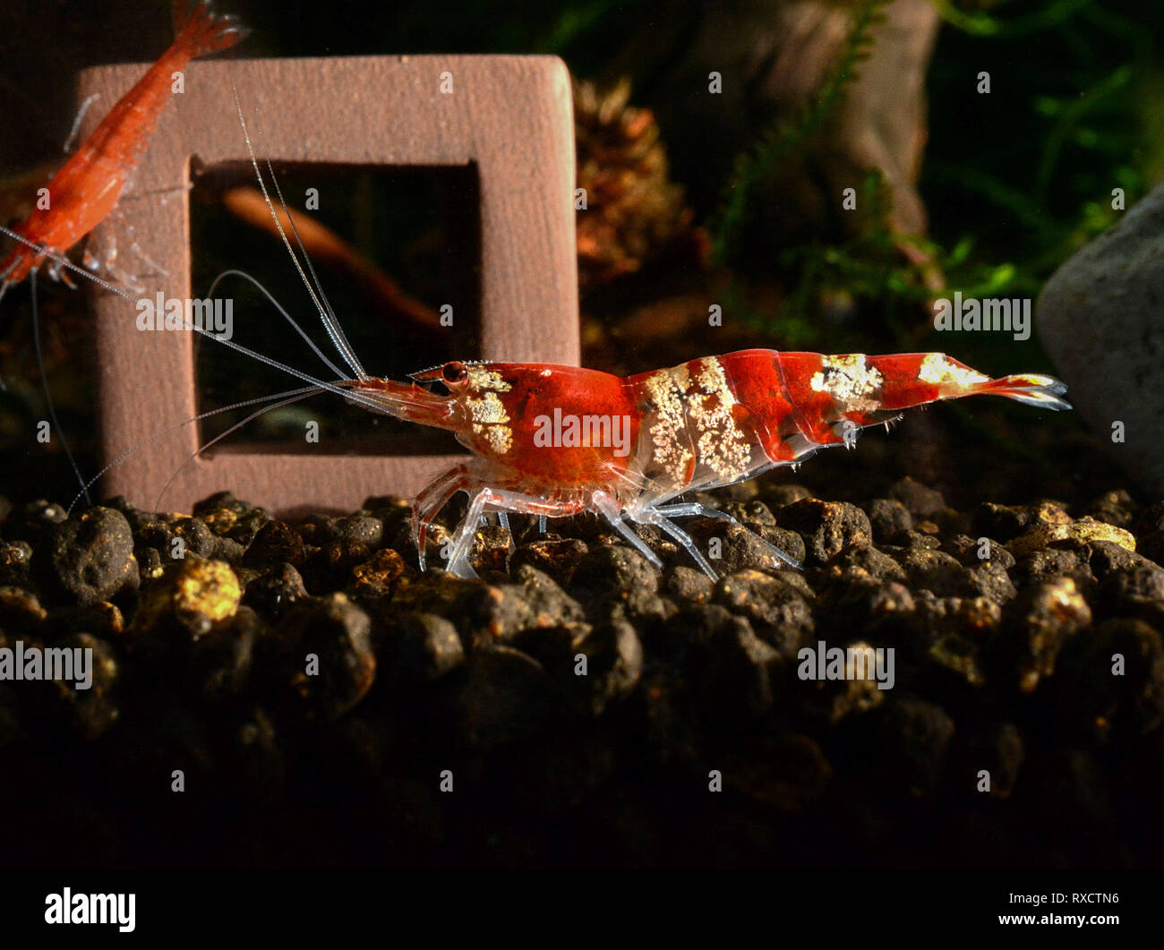 Invertebraes hi-res stock photography and images - Alamy