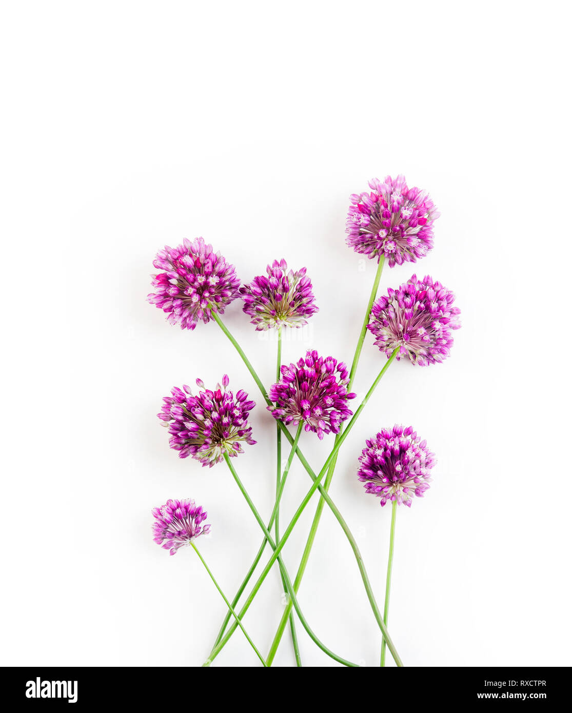 the flowers of Allium against a white background Stock Photo - Alamy