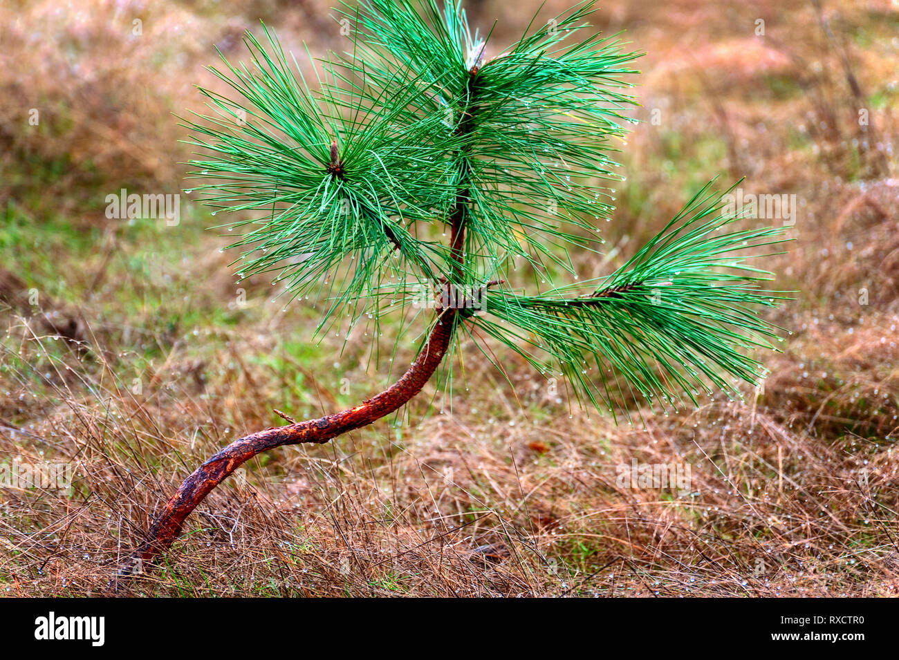 Baby evergreen tree hi-res stock photography and images - Alamy