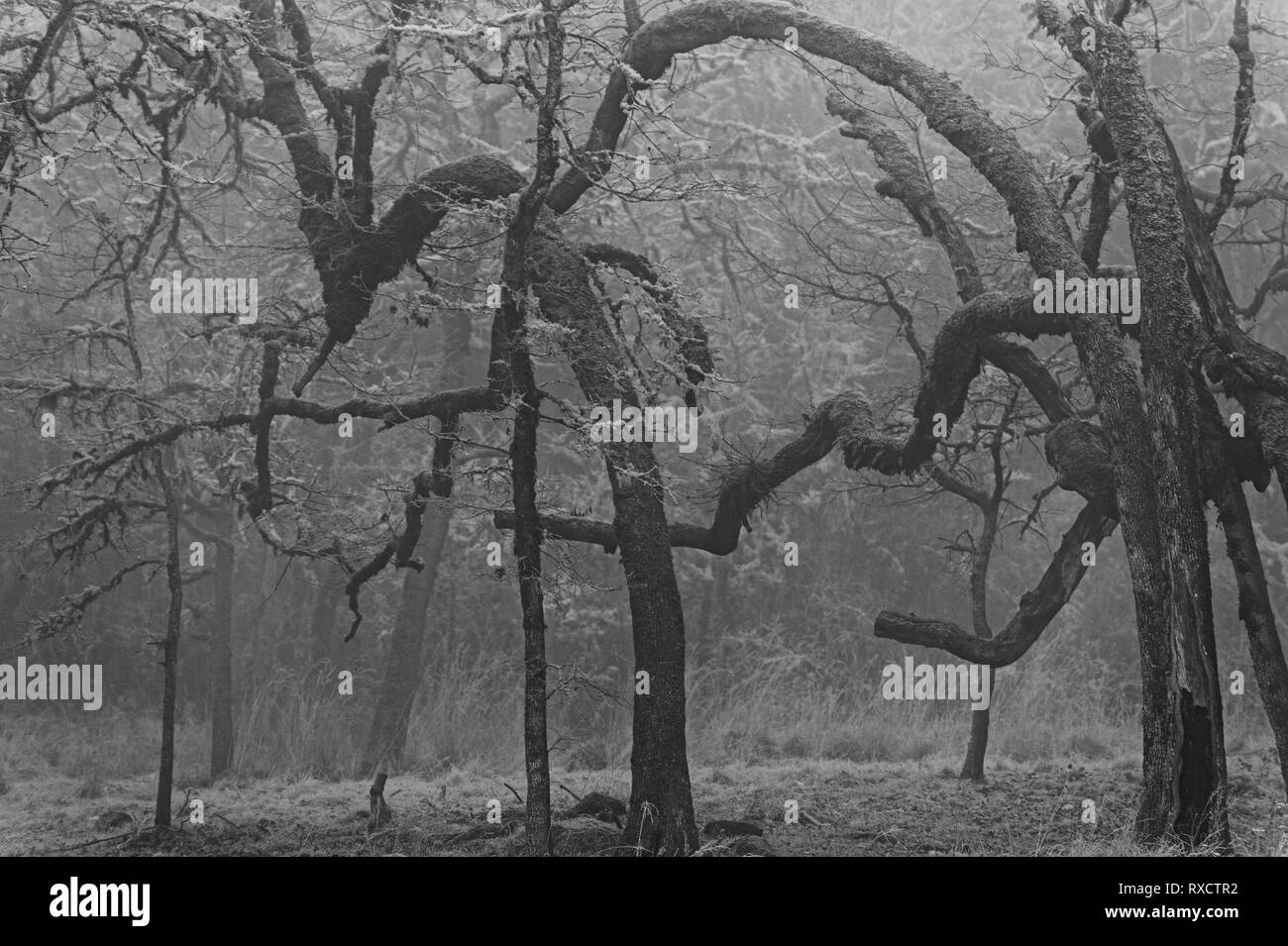 Winter freezing fog adds to this unique shaped trees rendering a spooky ...