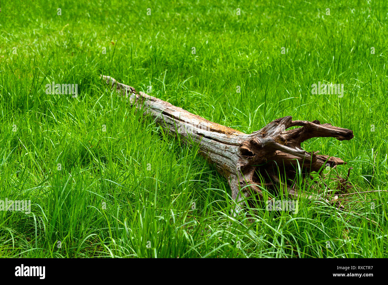 An old fallen tree lays in a lush grassy field Stock Photo - Alamy