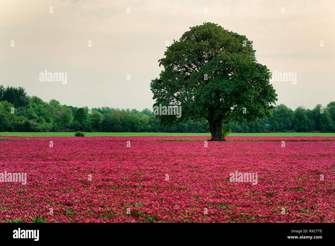 View blooming tree stands hi-res stock photography and images - Alamy
