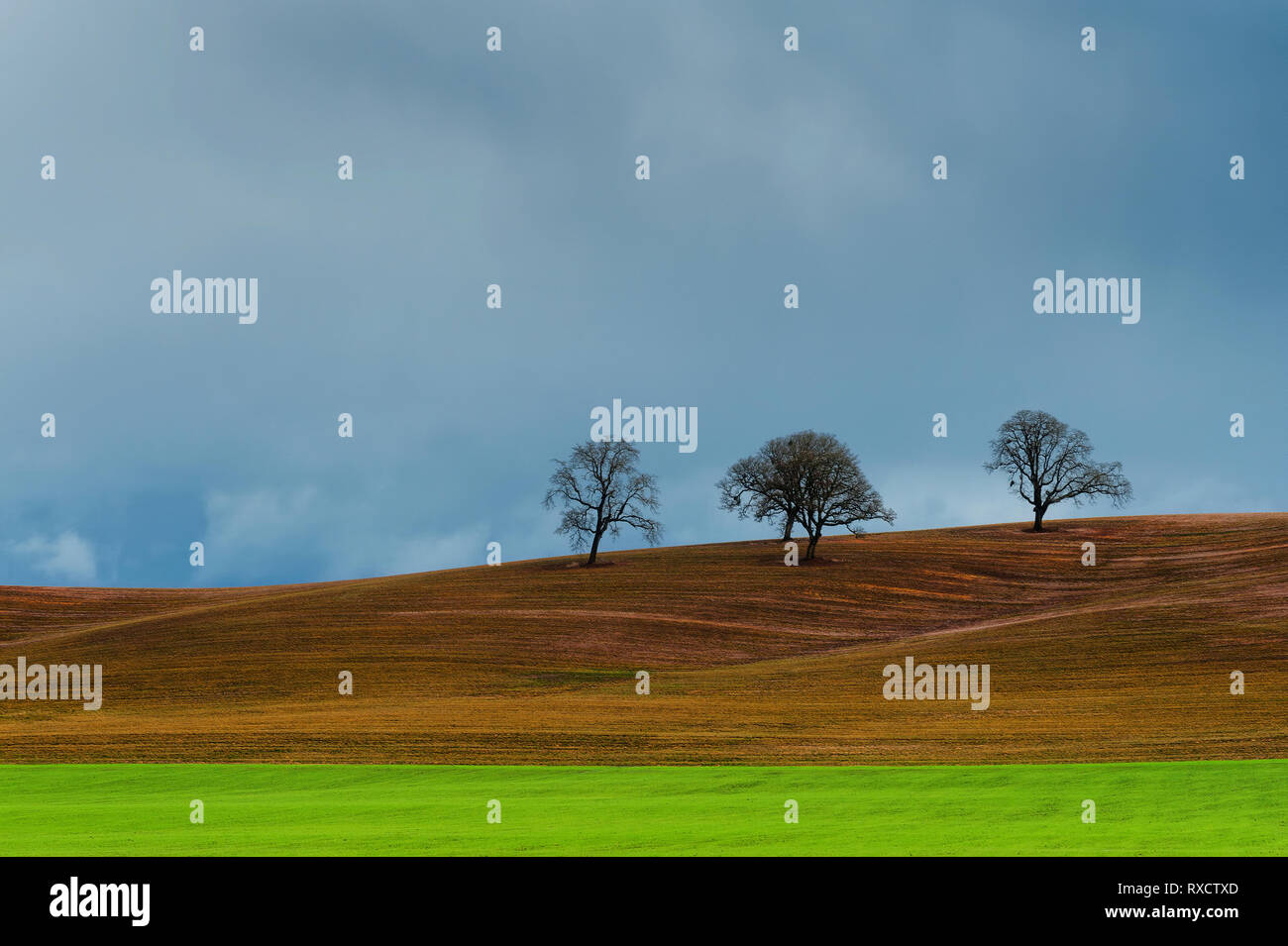 Sparse trees under hi-res stock photography and images - Alamy