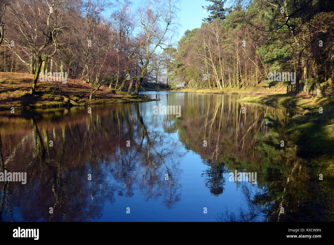 Trees Reflected on the Still Waters of Lanty's Tarn east of the ...