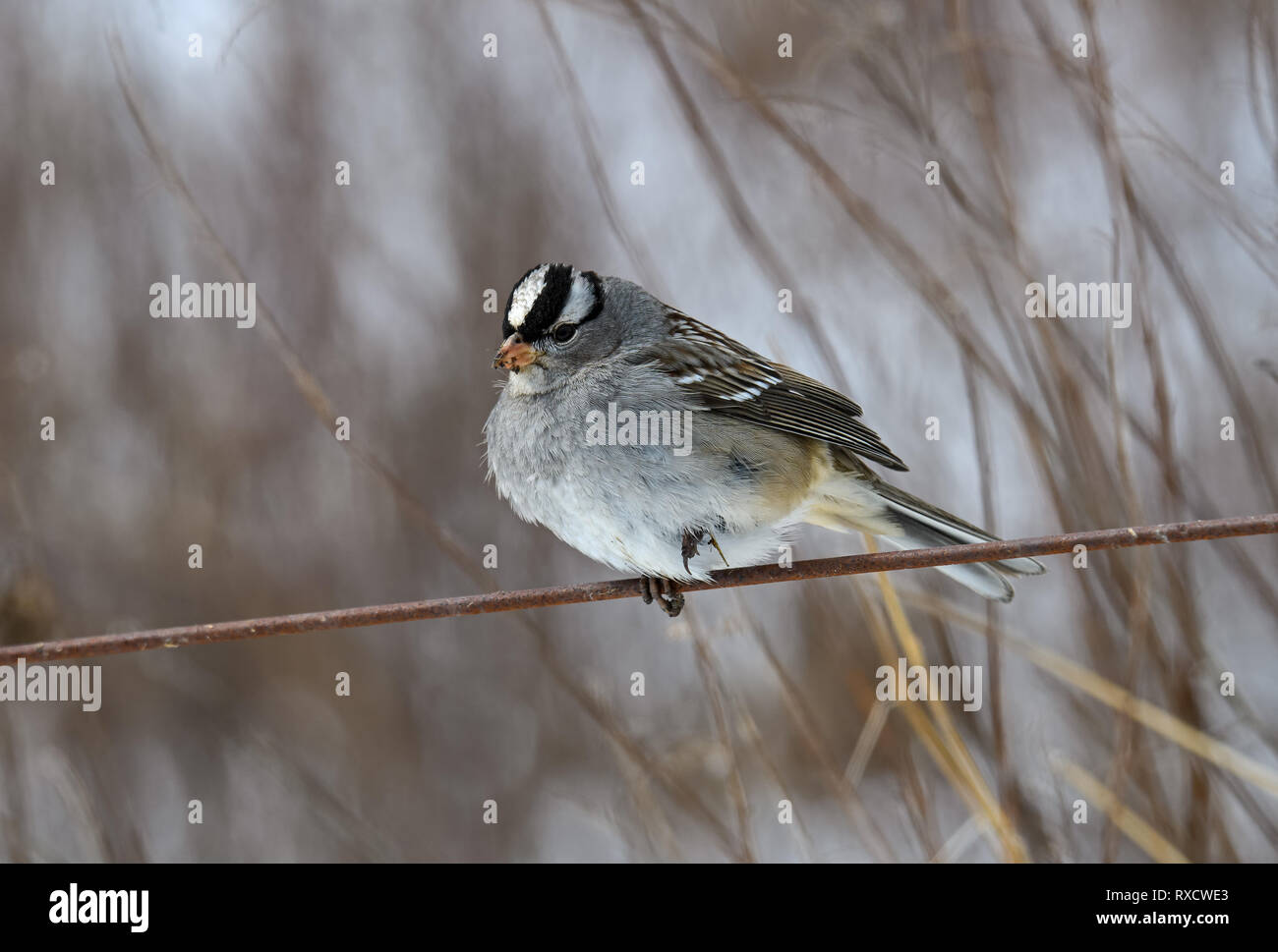 White-crowned sparrow on a cloudy winter’s day. It is a species of ...