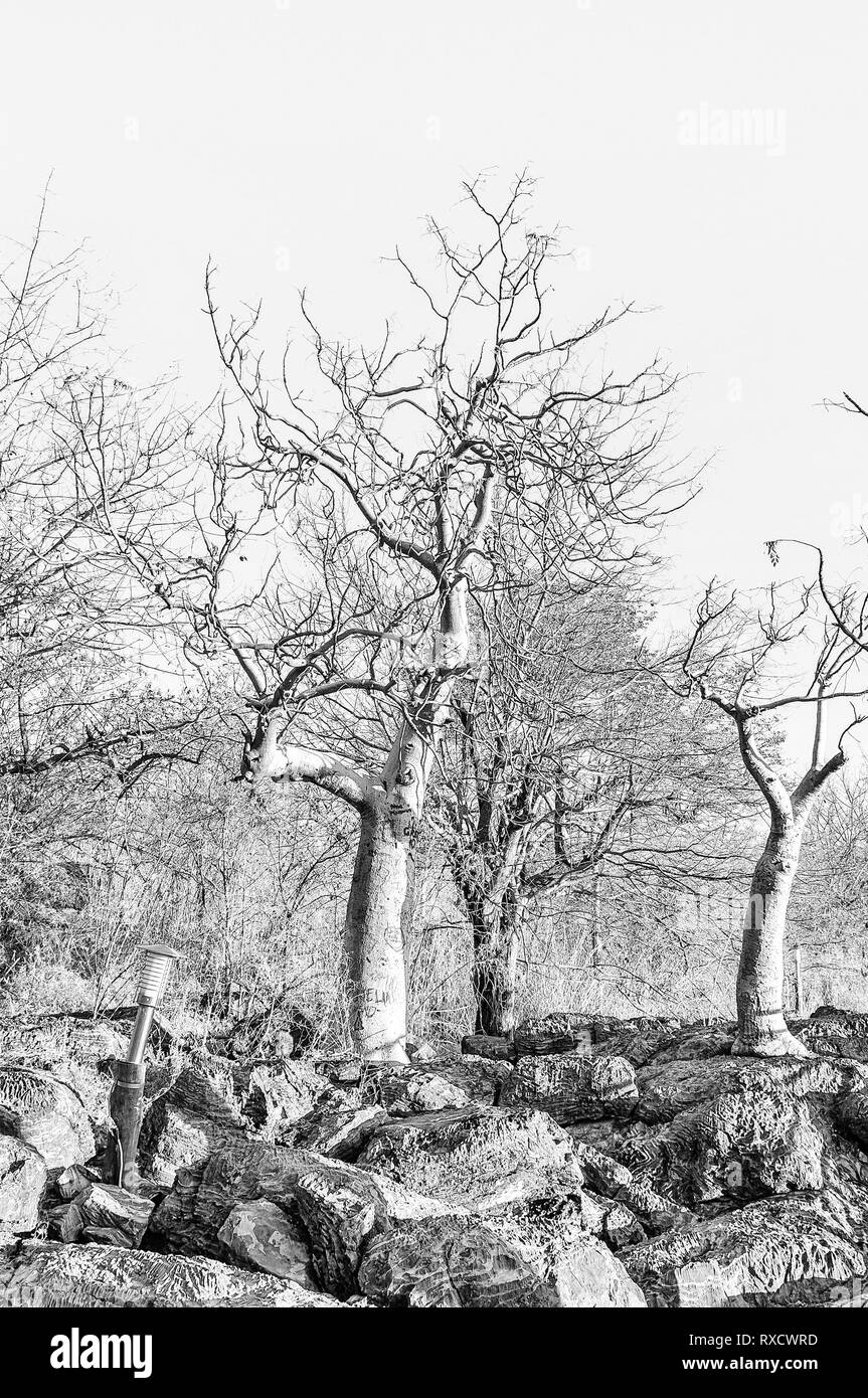 Moringa trees hi-res stock photography and images - Alamy