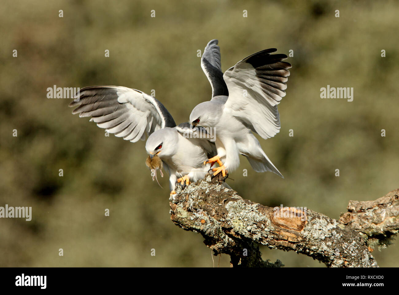 Elanus caeruleus hi-res stock photography and images - Alamy