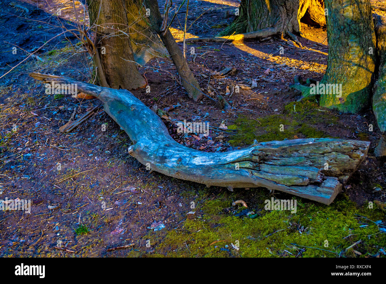 Log laying on the ground hi-res stock photography and images - Alamy
