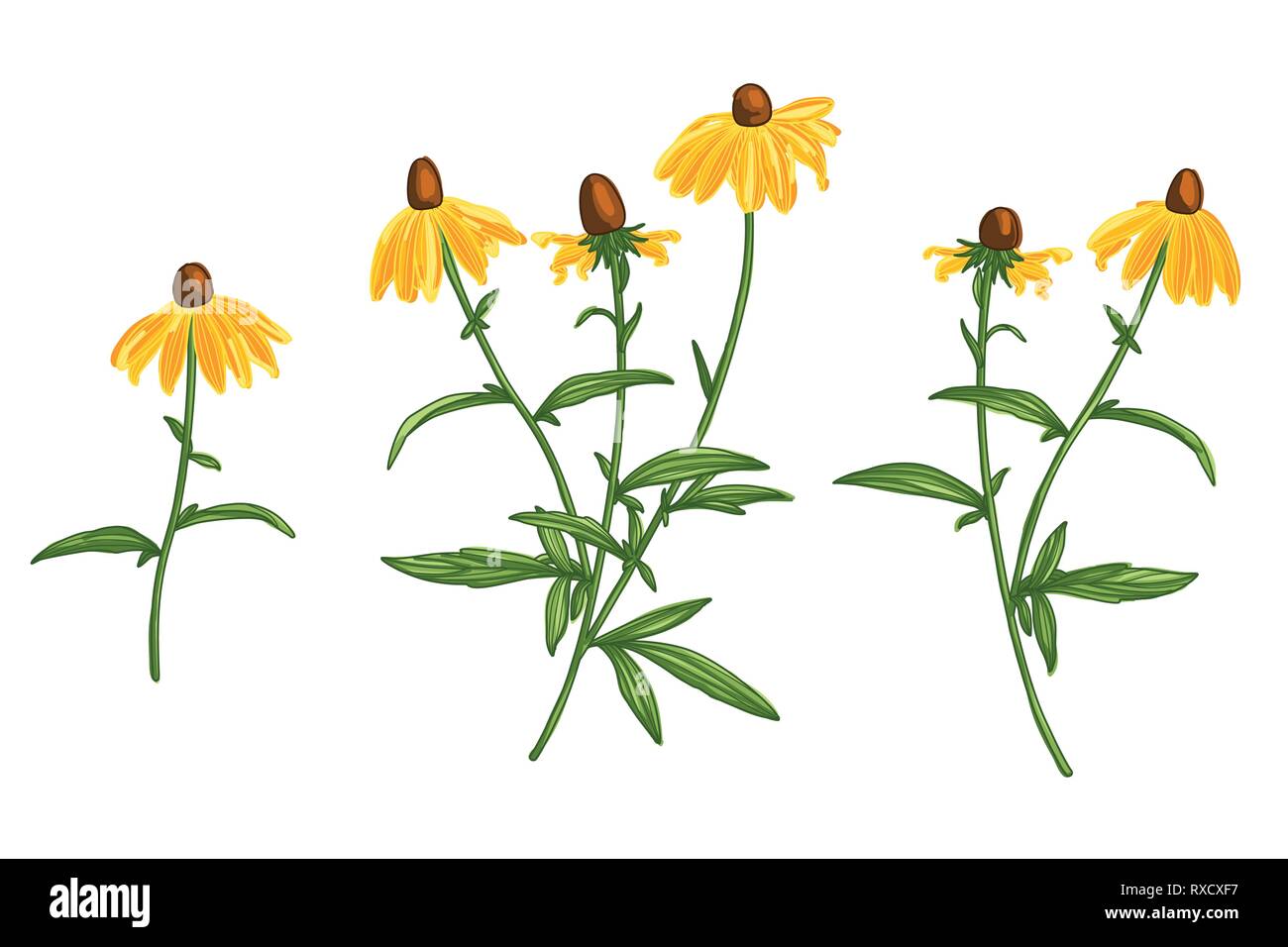 Set line drawing herbal Stock Vector Images - Alamy