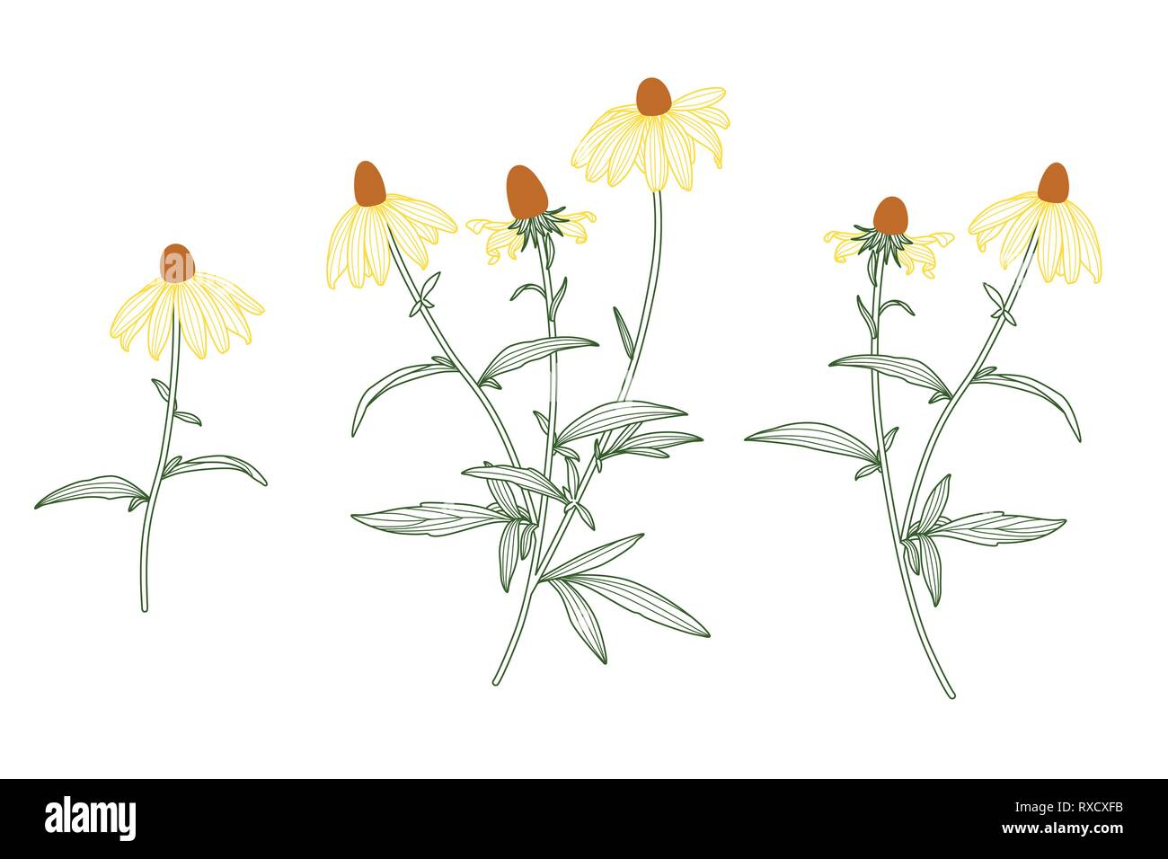 Rudbeckia Flower Set. Line Drawing Vector. Botanical Green, Yellow and ...
