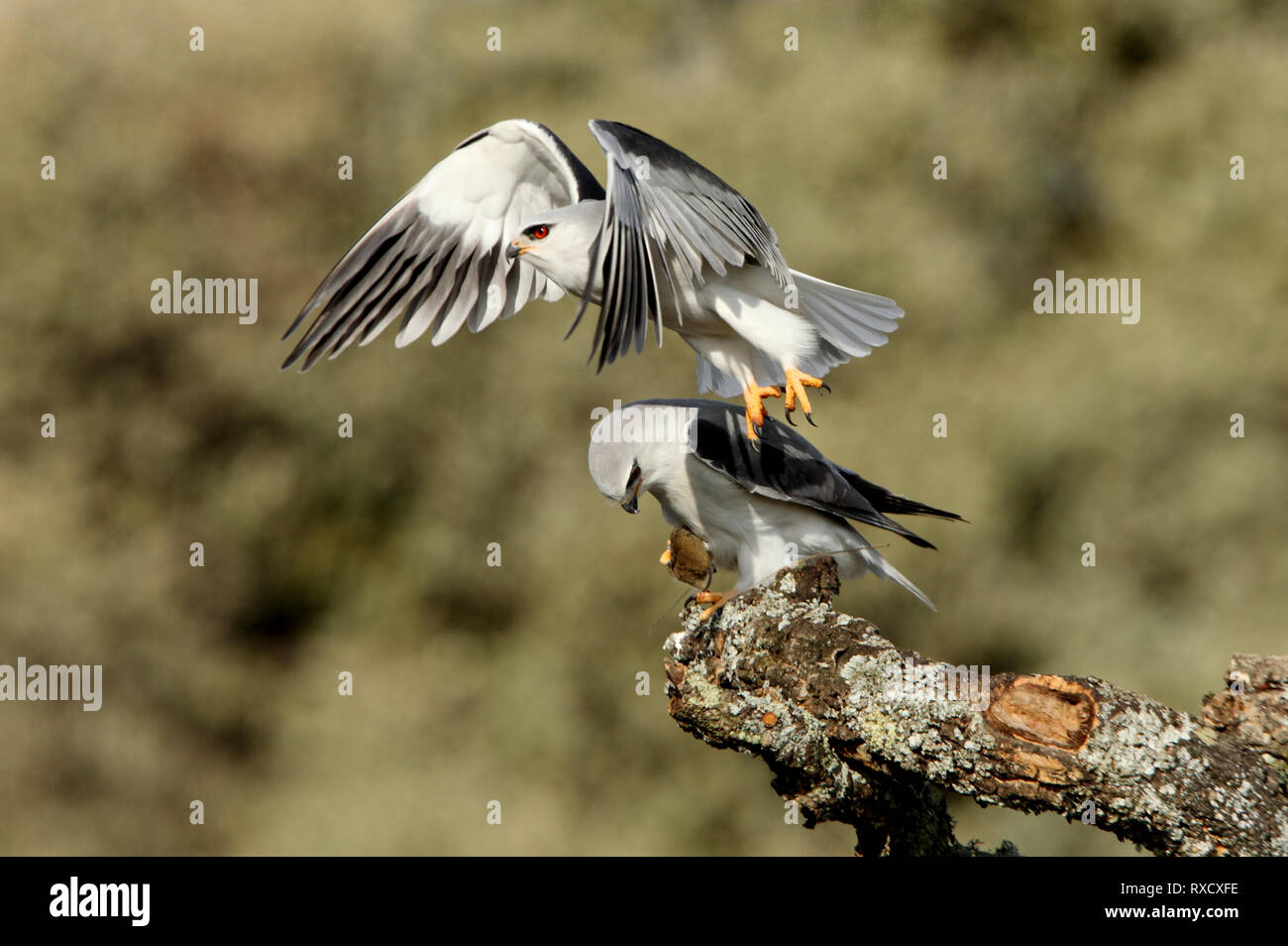 Elanus caeruleus hi-res stock photography and images - Alamy