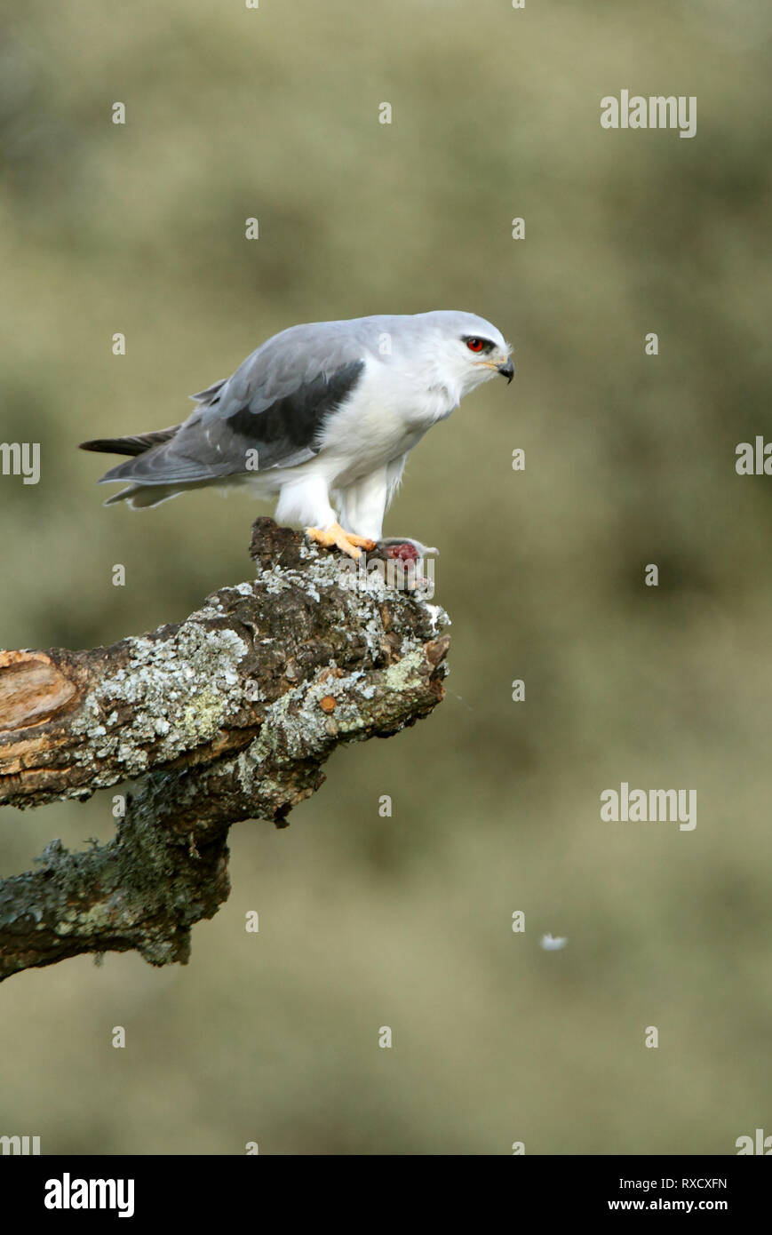 Elanus caeruleus hi-res stock photography and images - Alamy