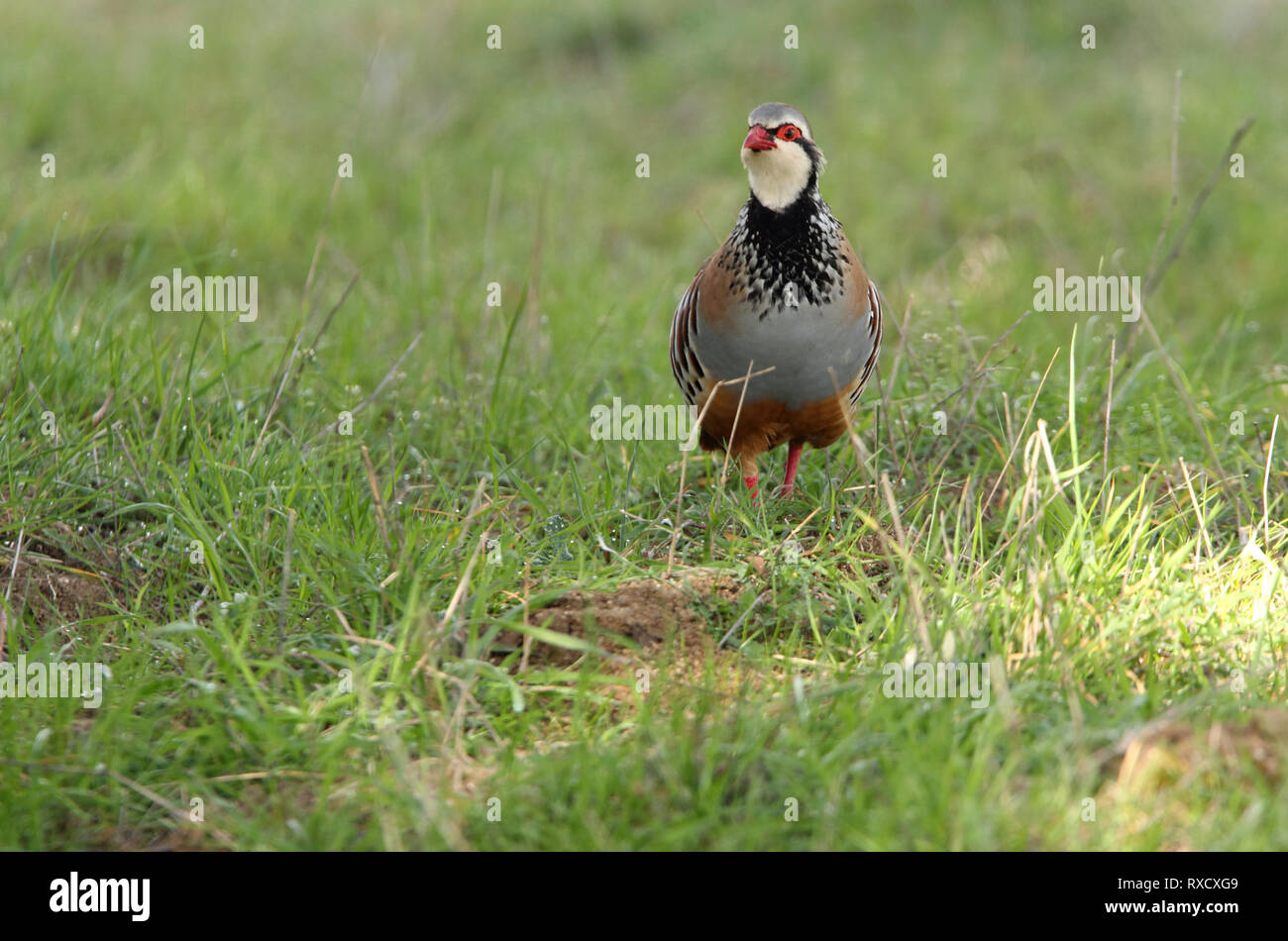 Red legged partridge flying hi-res stock photography and images - Alamy