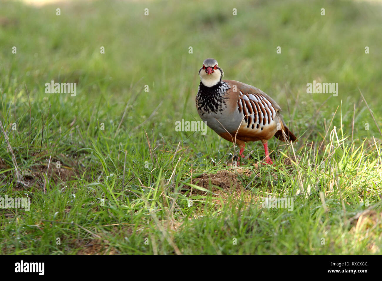 Flying Red Grouse Stock Photos & Flying Red Grouse Stock Images - Alamy
