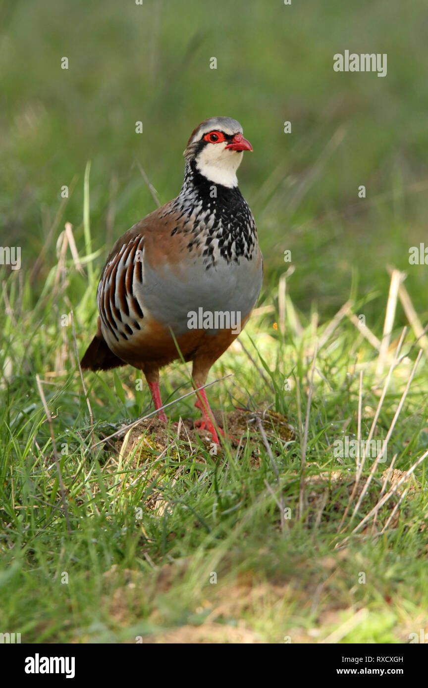 Red legged partridge flying hi-res stock photography and images - Alamy