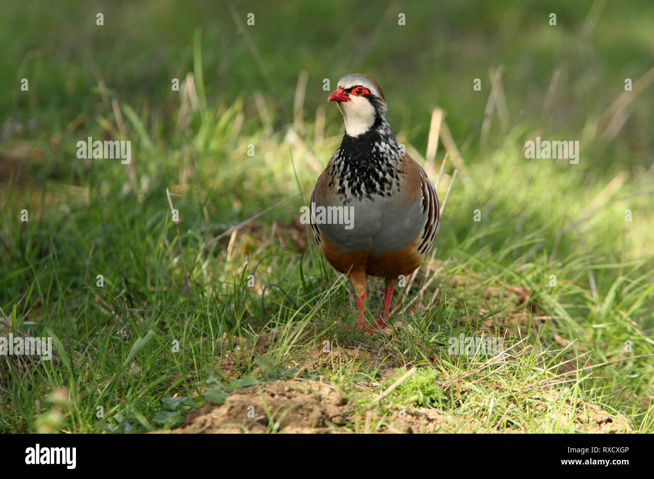 Red legged partridge flying hi-res stock photography and images - Alamy