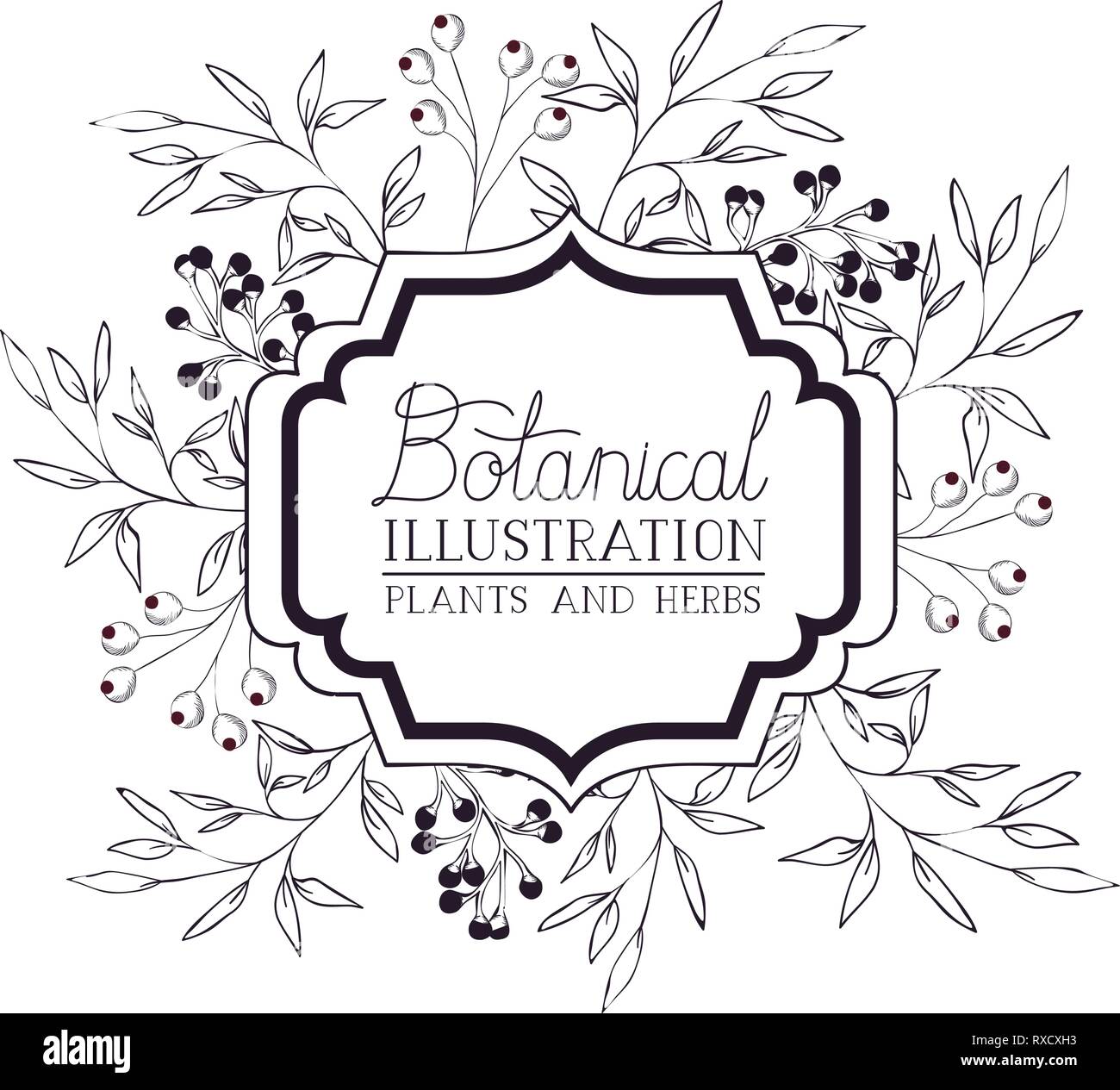 botanical illustration label with plants and herbs Stock Vector Image ...