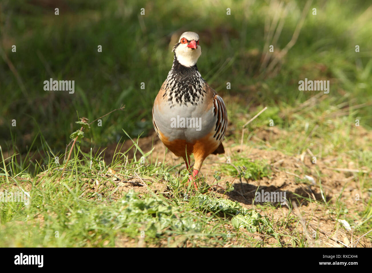 Flying Partridge High Resolution Stock Photography and Images - Alamy