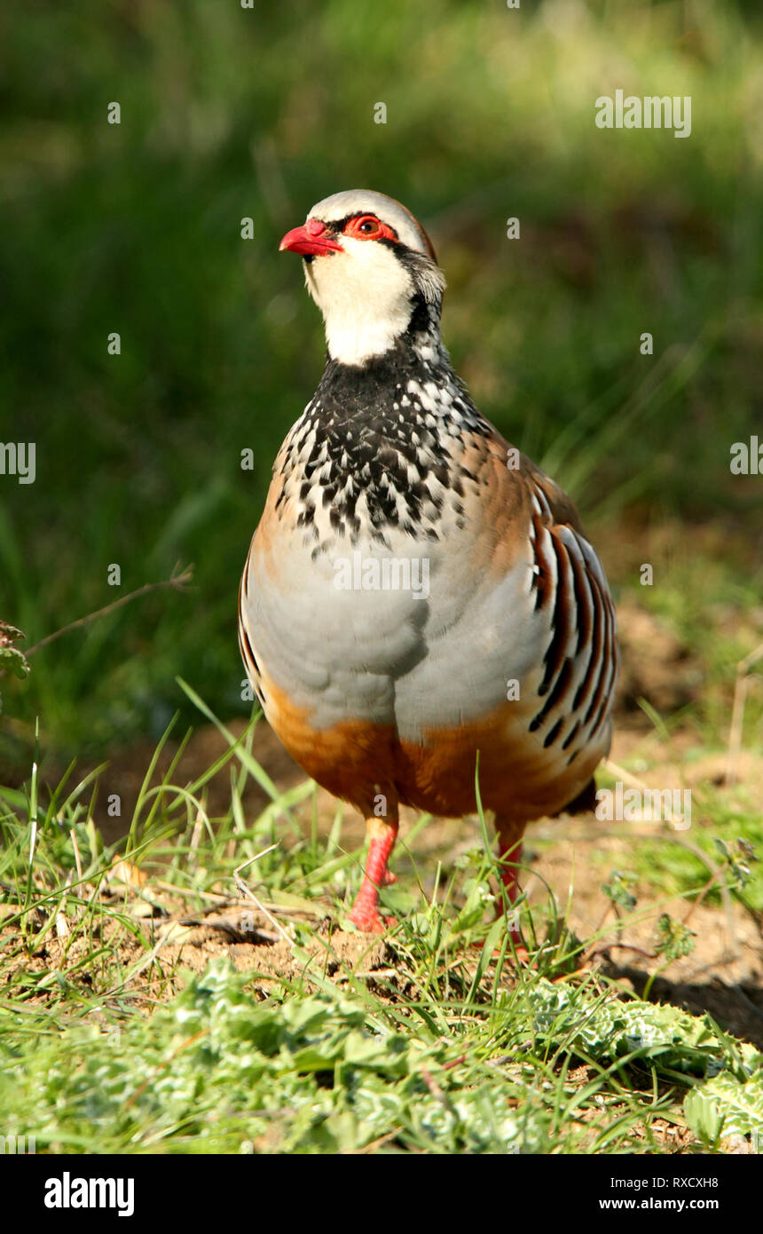 Flying red legged partridge hi-res stock photography and images - Alamy