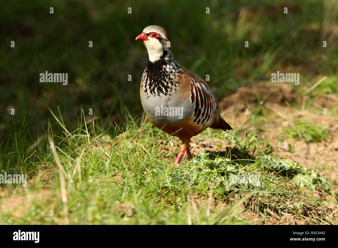 Red legged partridge flying hi-res stock photography and images - Alamy
