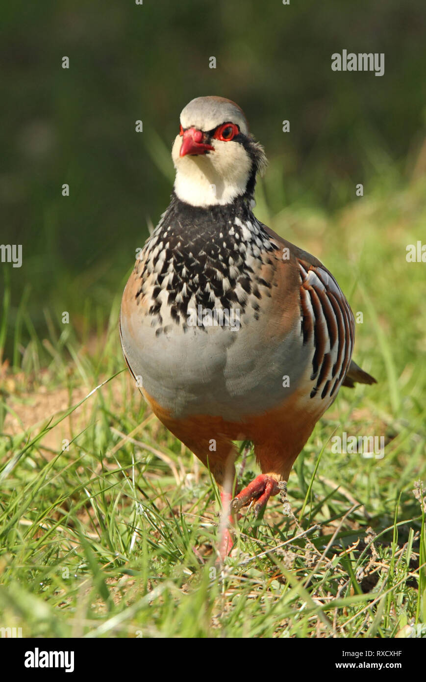 Red Legged Bird High Resolution Stock Photography and Images - Alamy