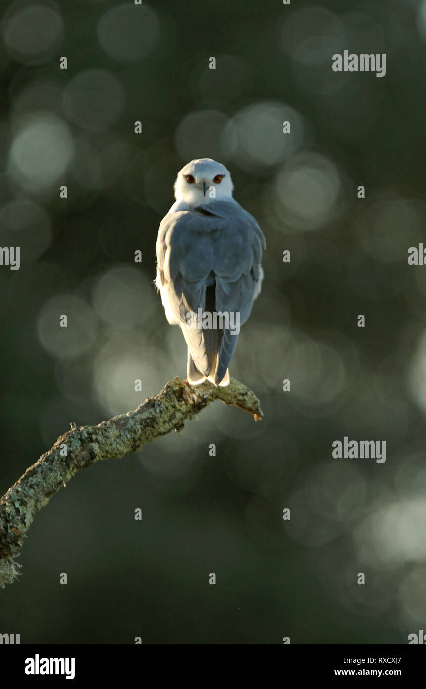 Falconiforms hi-res stock photography and images - Alamy