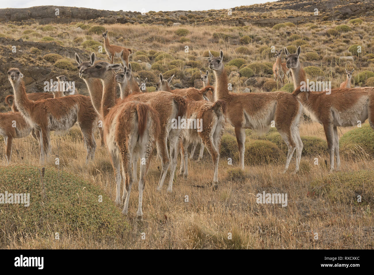 Wild guanacos in Patagonia National Park, Aysen, Patagonia, Chile Stock ...