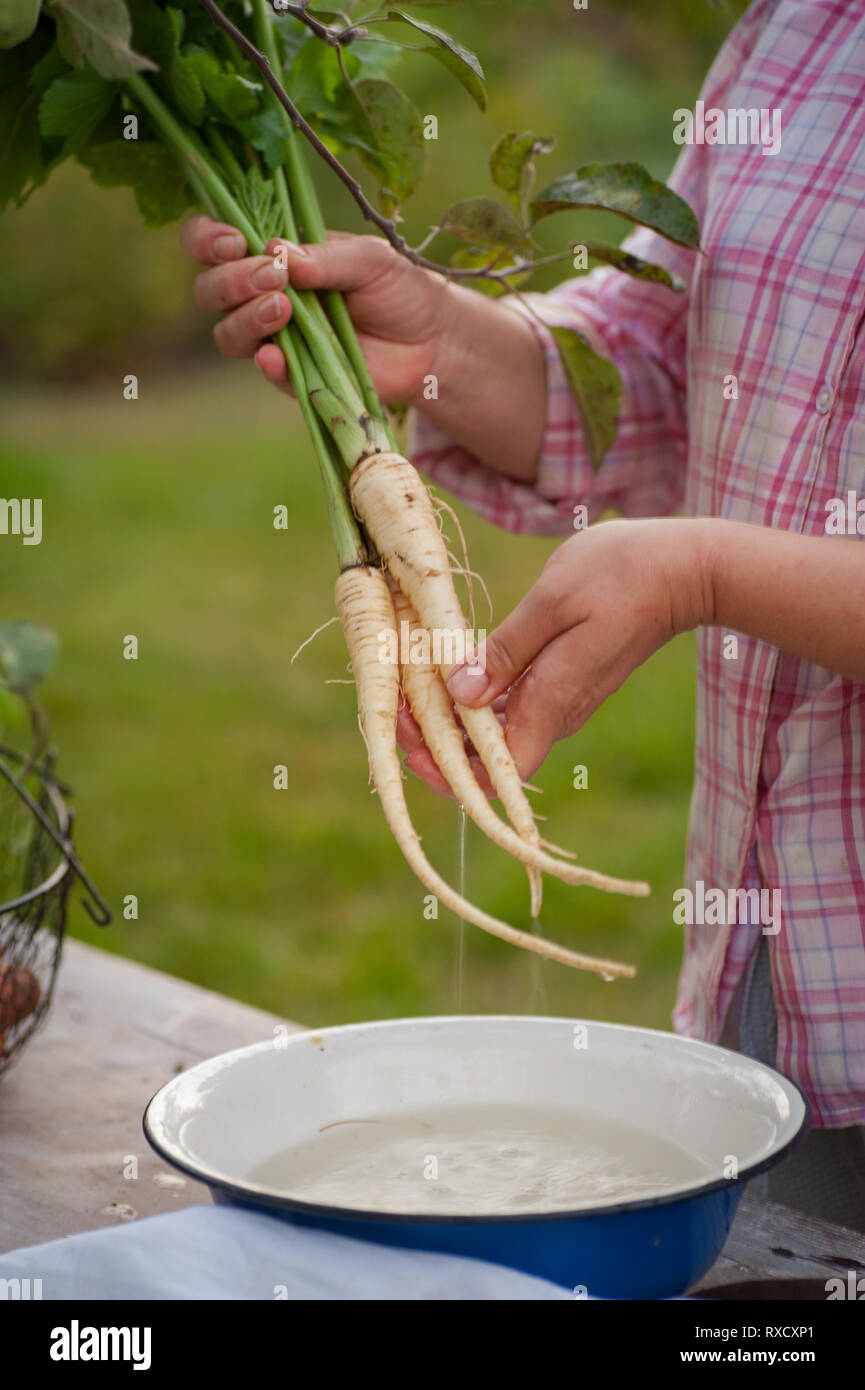Garden parsnip hi-res stock photography and images - Alamy