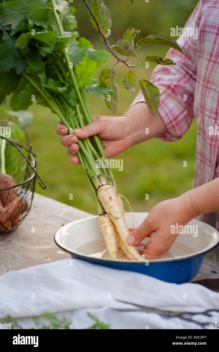 Garden parsnip hi-res stock photography and images - Alamy
