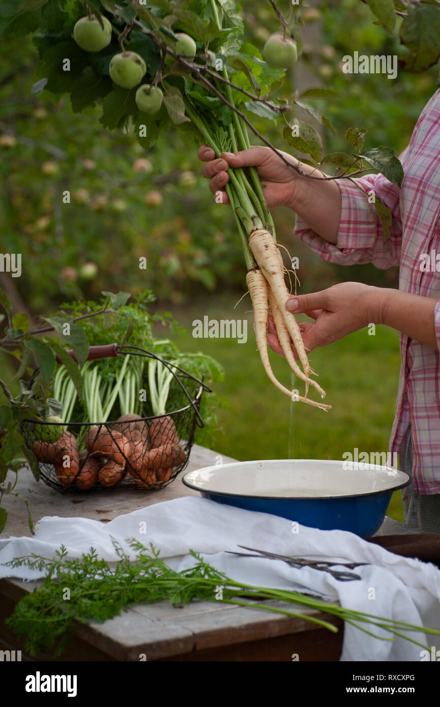 Parsnip leaves root hi-res stock photography and images - Alamy