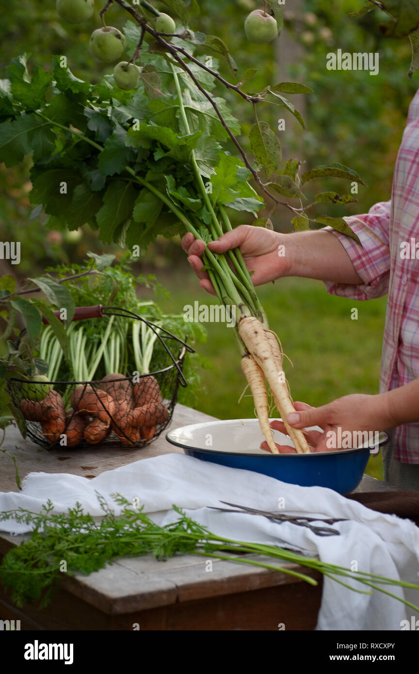 Woman washing parsnip in the garden. Parsnip root with tops in female ...